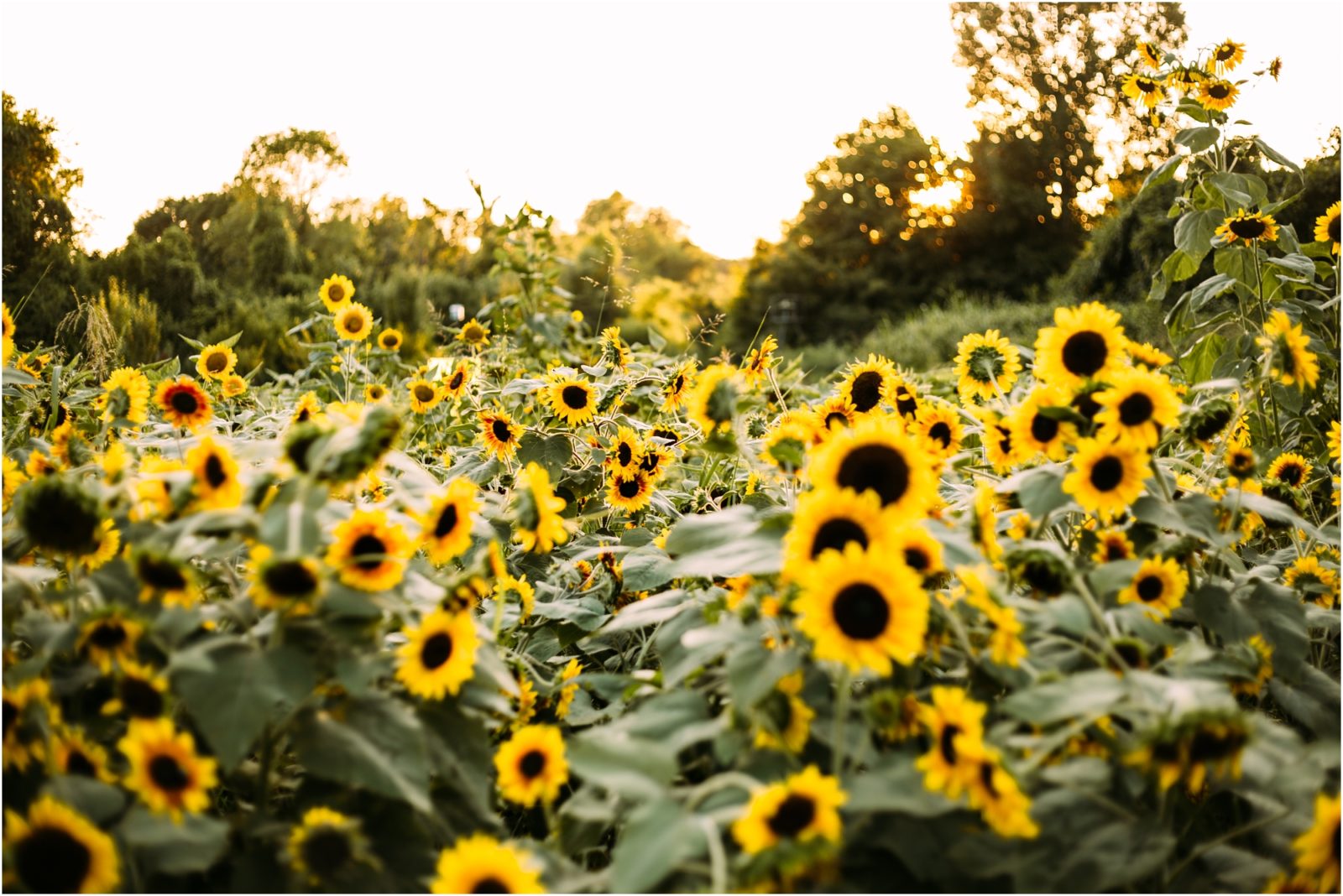 Mackenzie & Austin | Sunflower Farm Engagement Shoot in Murfreesboro ...