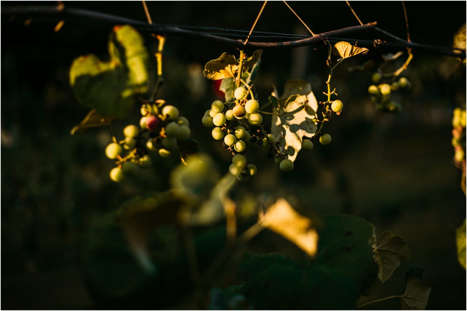 Mackenzie & Austin | Sunflower Farm Engagement Shoot in Murfreesboro ...